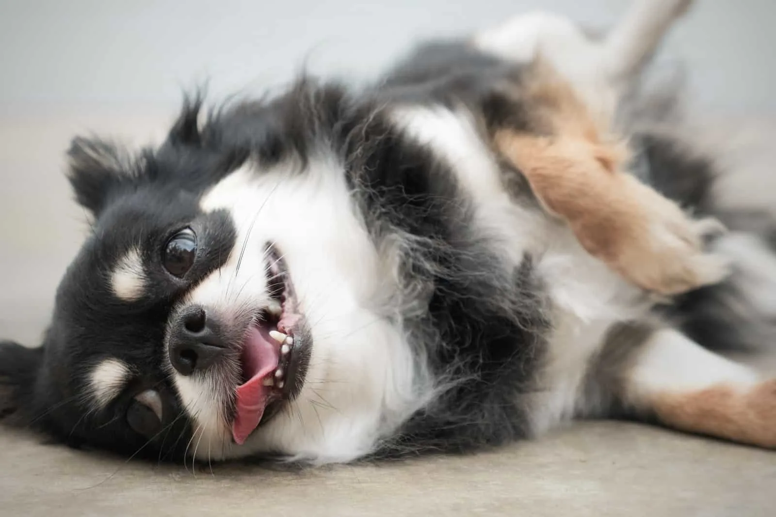 6 Reasons Why Your Dog Rolls On His Back And Sometimes Wiggles