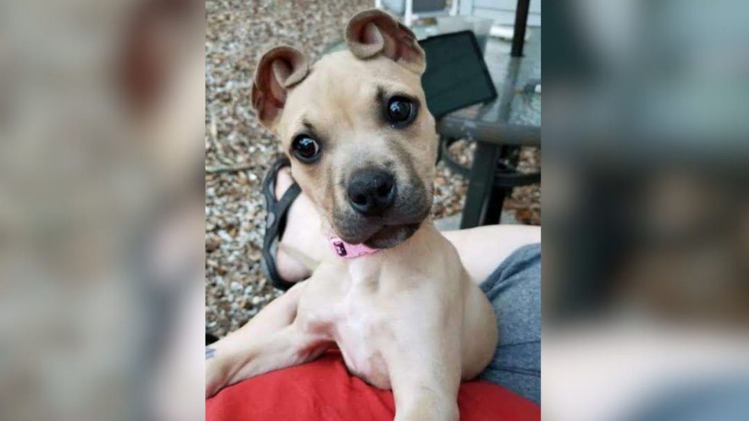 Meet Cinnamon, The Puppy That Has The Internet Raving About His ...