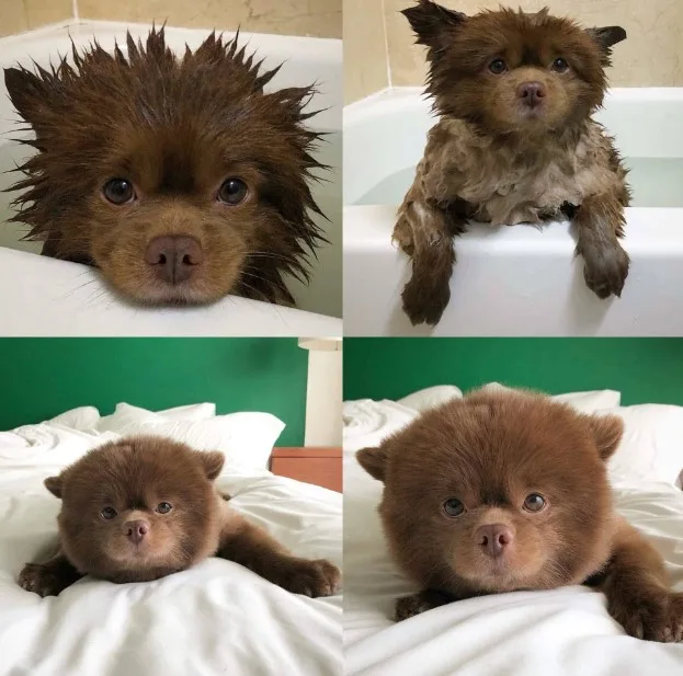 29 Wet Dogs That Turn Into Gremlins After Taking A Bath