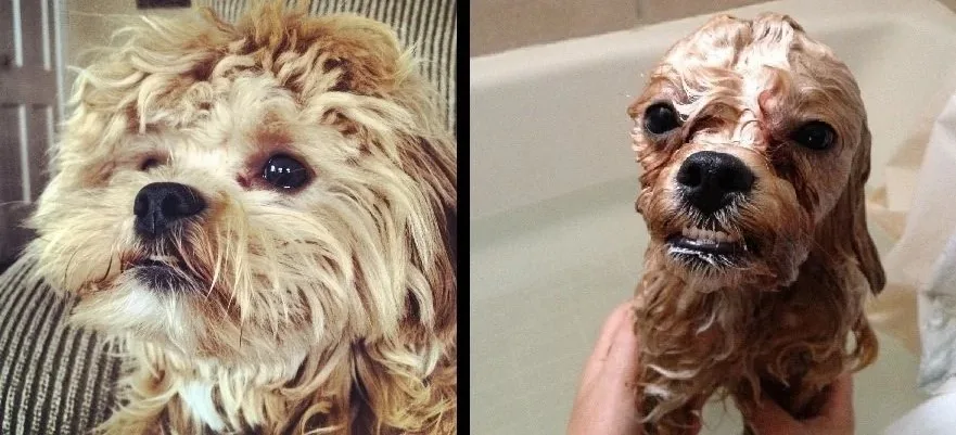 29 Wet Dogs That Turn Into Gremlins After Taking A Bath