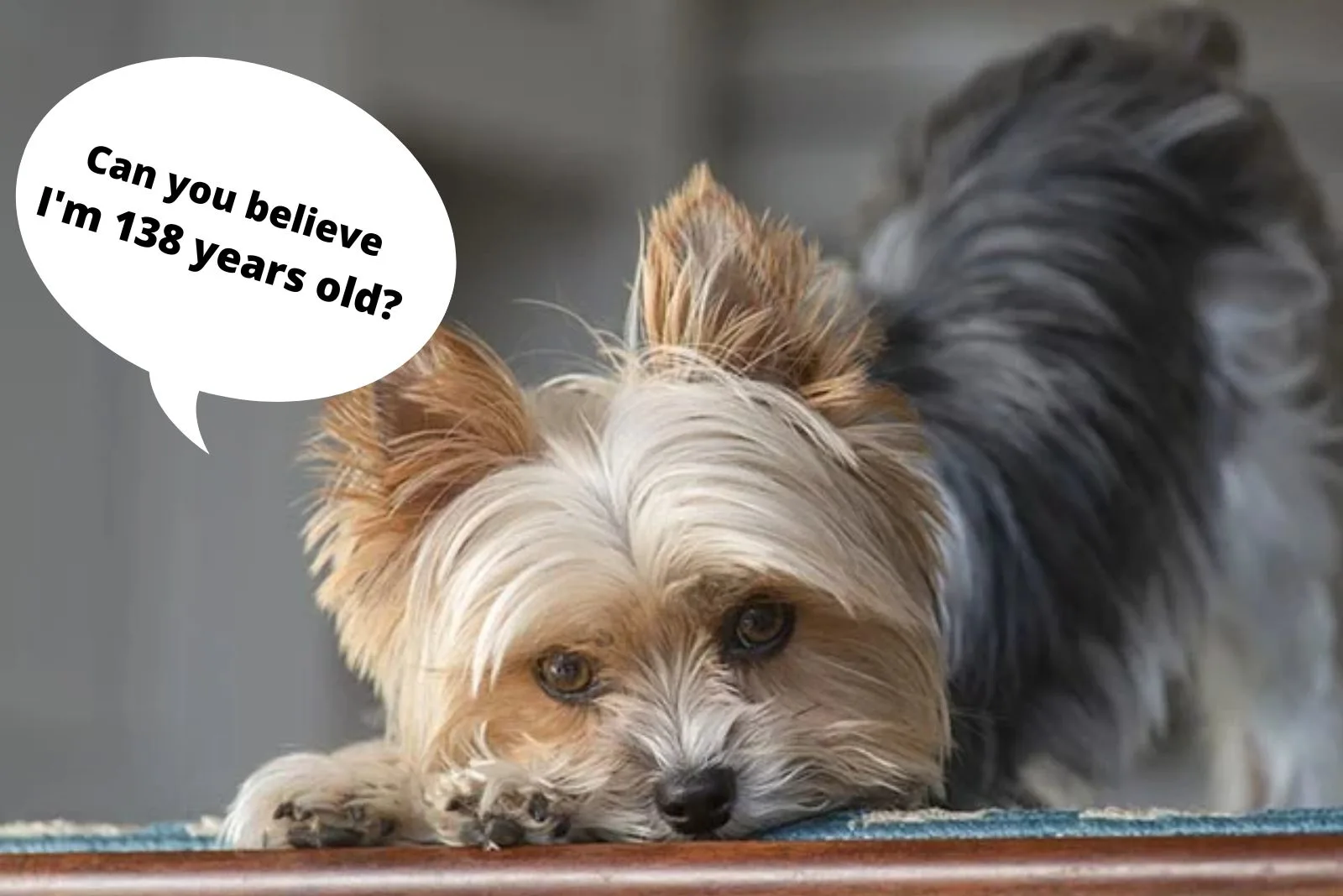 11 Yorkshire Terrier Facts That Will Leave You Amazed