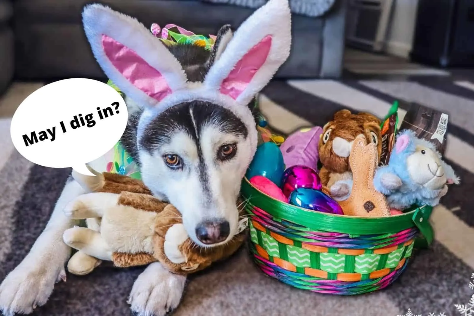 5 Activities To Make Your Dog A Part Of Your Easter Celebration