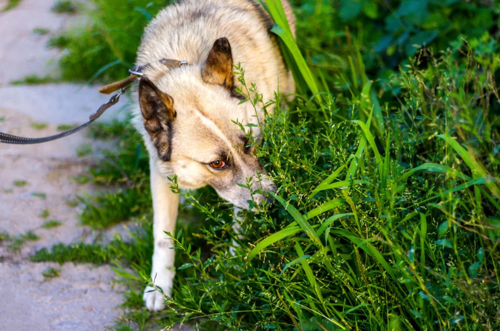 Here's Why You Should Let Your Dog Sniff During Walks