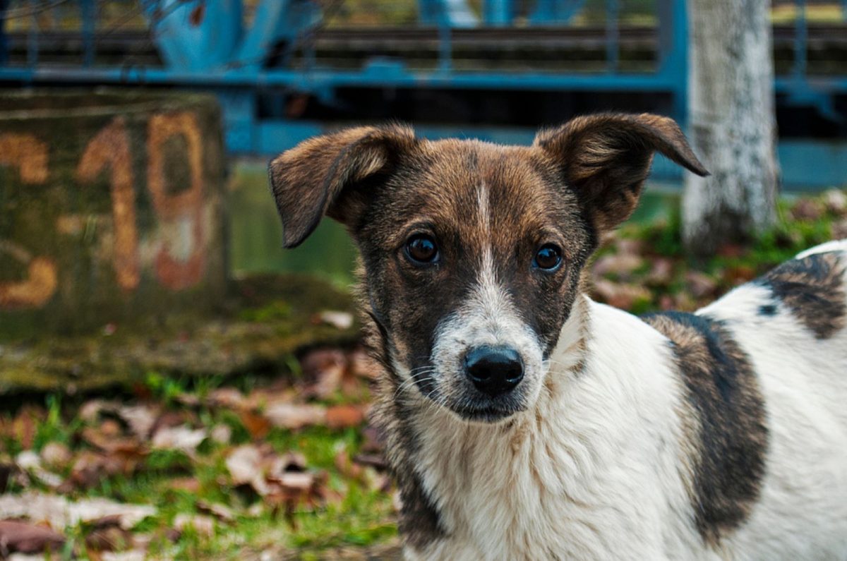 Chernobyl Dogs Survived Thanks To A DNA Mutation