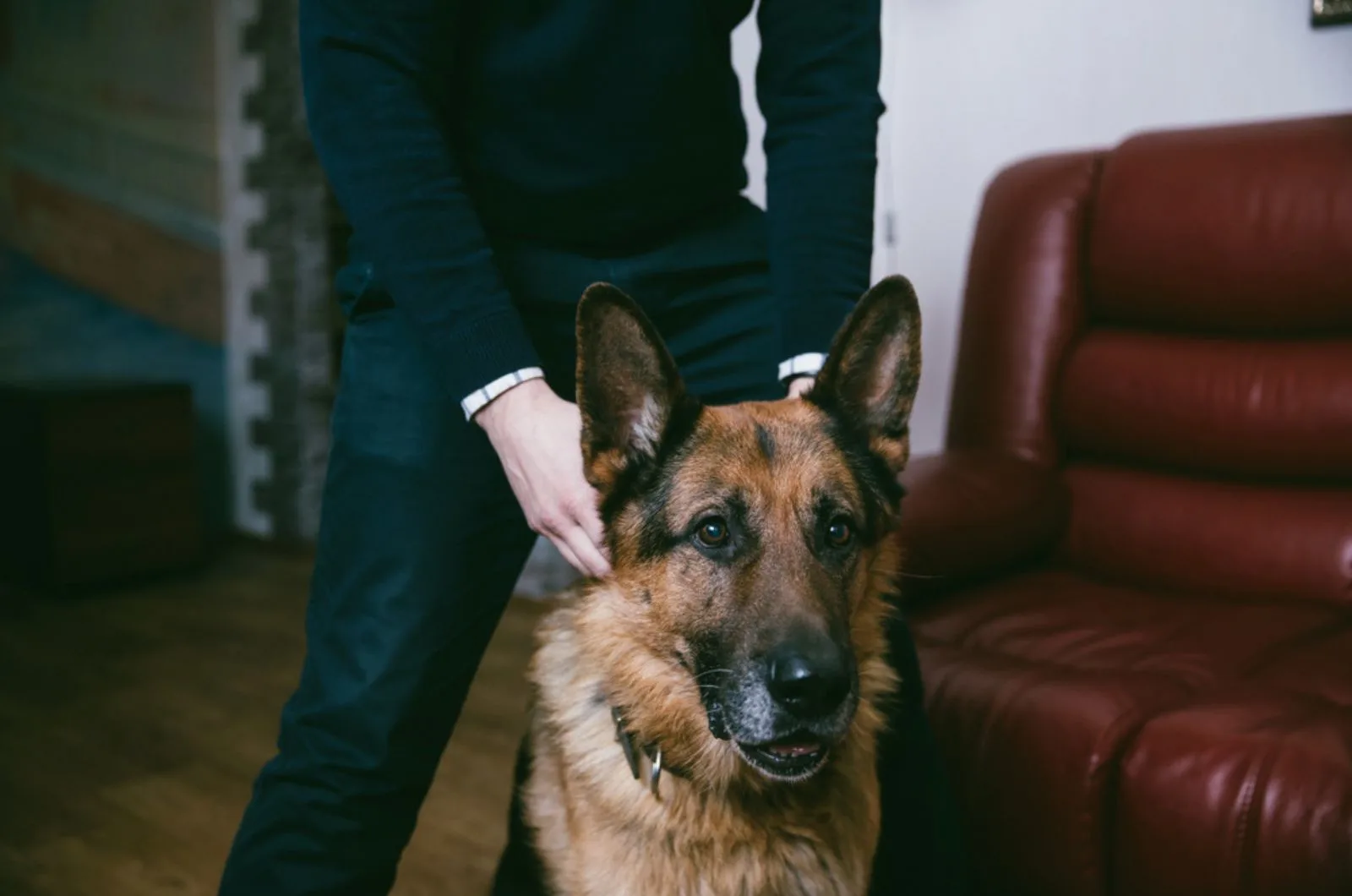 Super-Easy Ways To Leash Train Your German Shepherd Dog