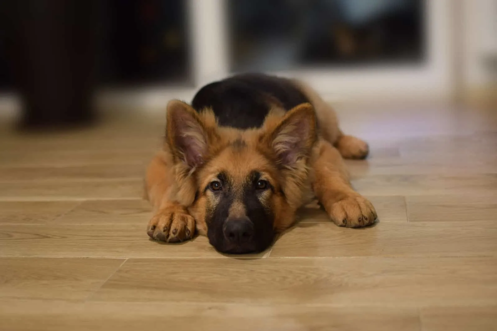 2 Proper Ways To Punish Your German Shepherd For Pooping In The House