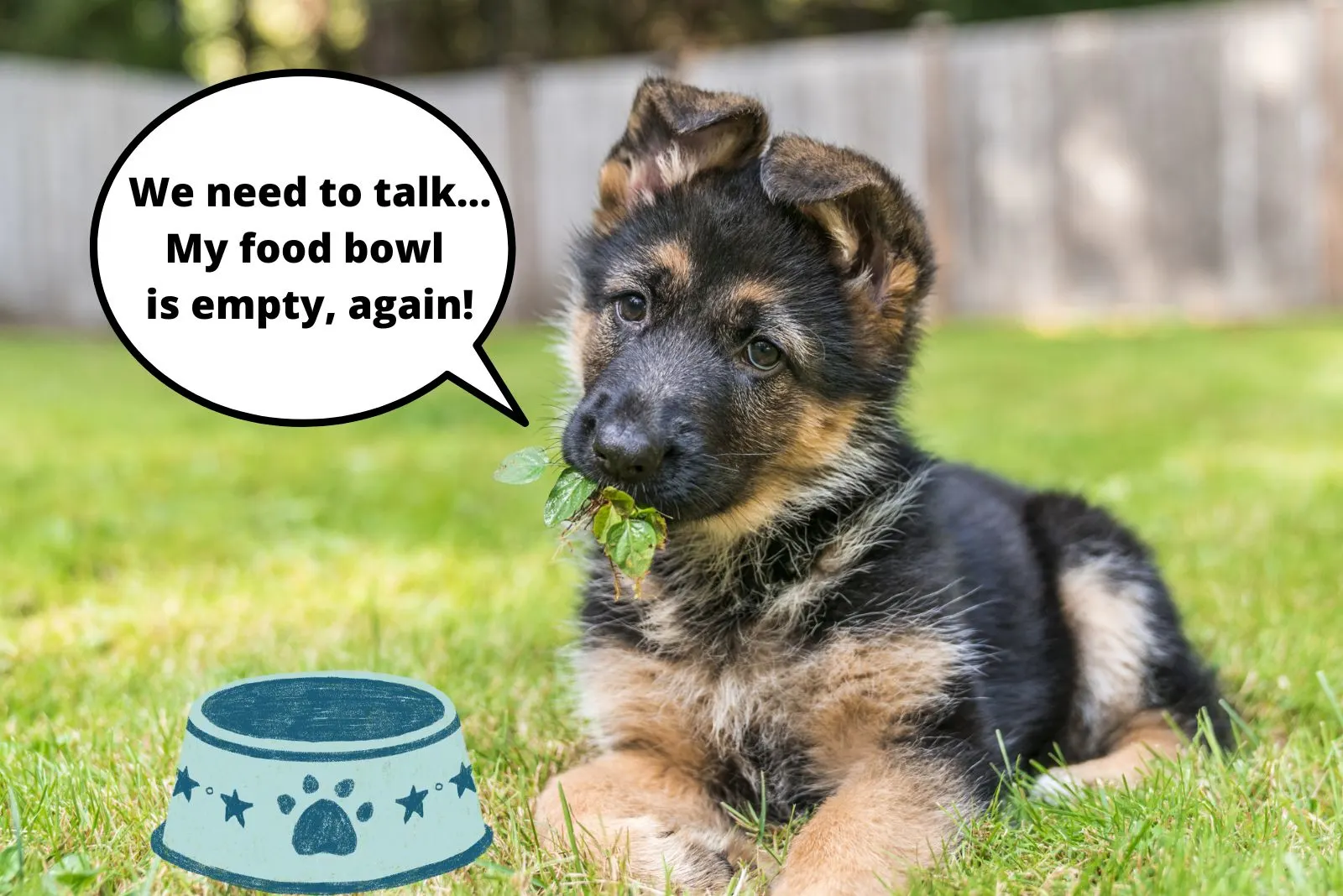 5 Ways Of Stopping Your German Shepherd From Eating Poop