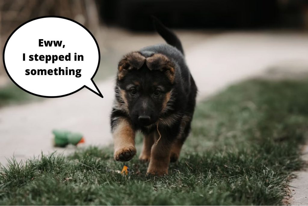 5 Ways Of Stopping Your German Shepherd From Eating Poop