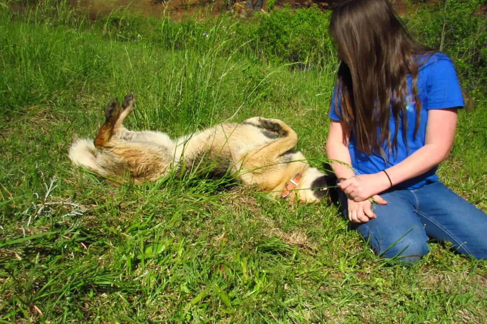 The 7 Curious Causes For Your German Shepherd’s Groaning