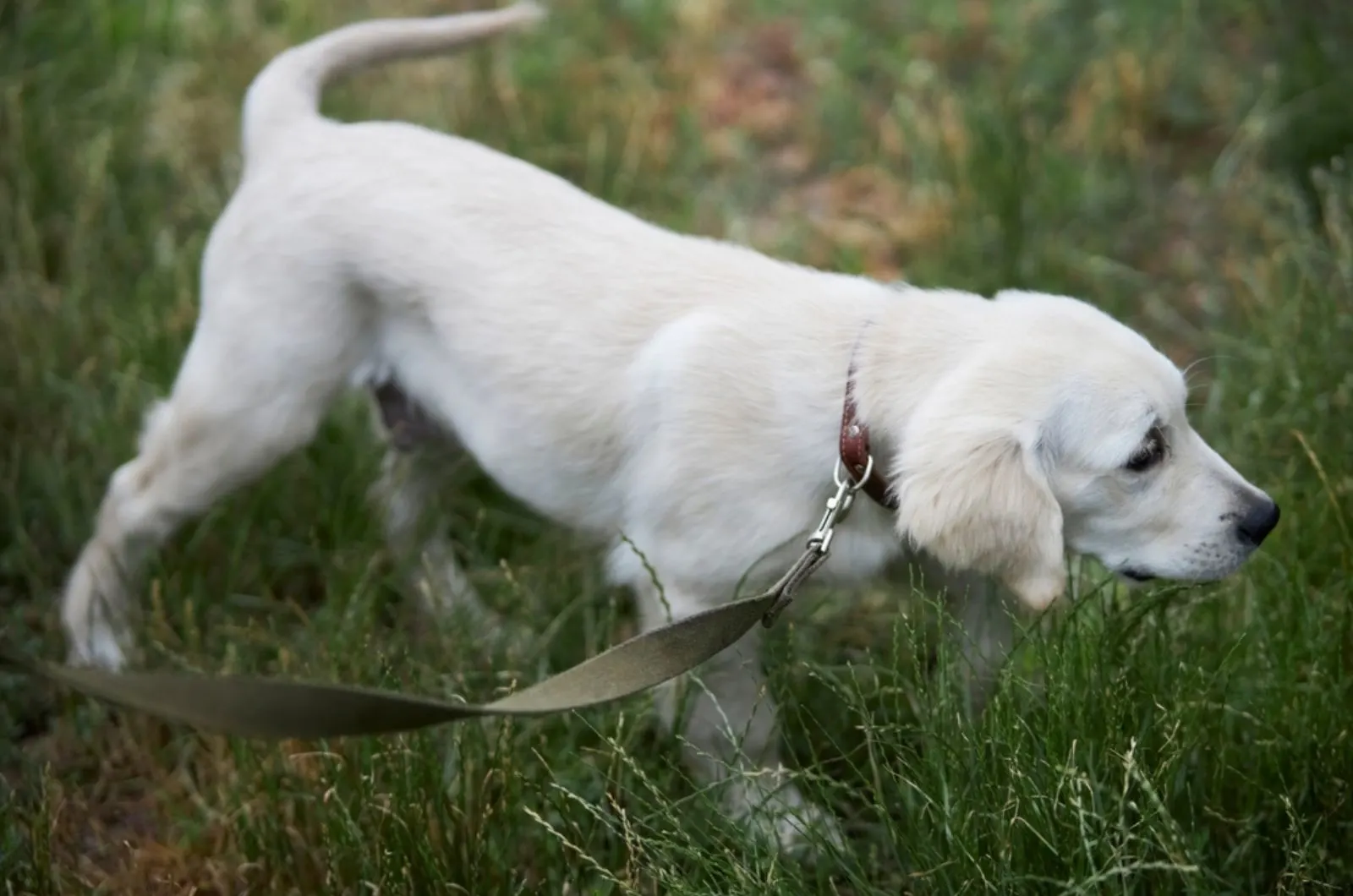 Here's Why You Should Let Your Dog Sniff During Walks