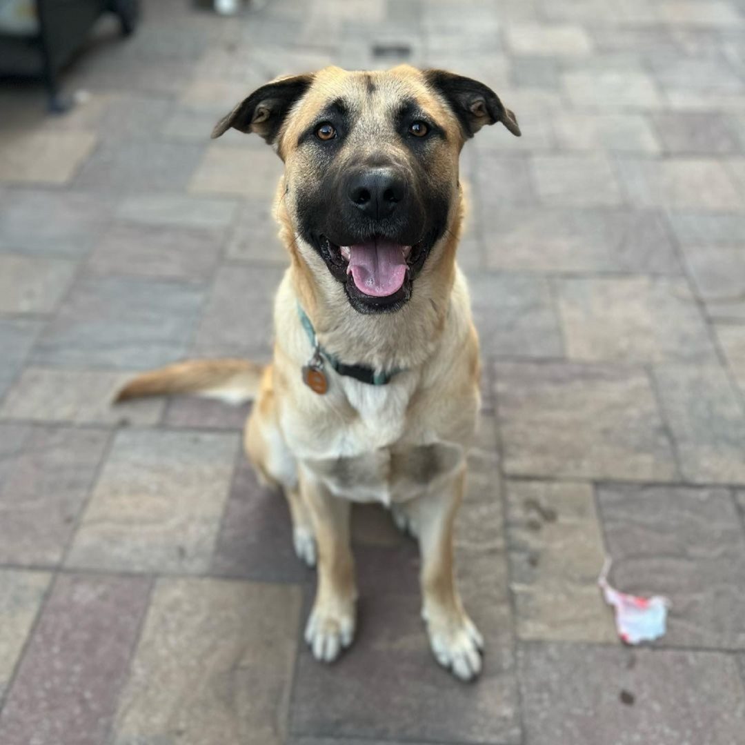 Labrador German Shepherd Mix Is The Prettiest Sheprador Ever