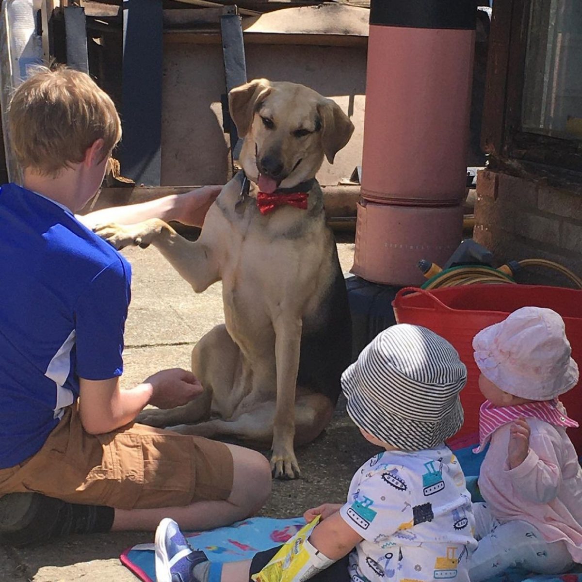 Labrador German Shepherd Mix Is The Prettiest Sheprador Ever