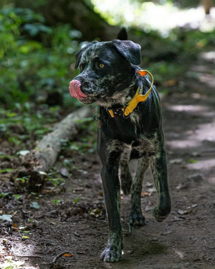 Labrador German Shepherd Mix Is The Prettiest Sheprador Ever