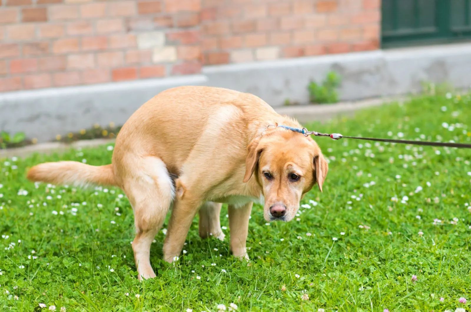 4 Different, But Efficient Ways To Treat Diarrhea In Dogs