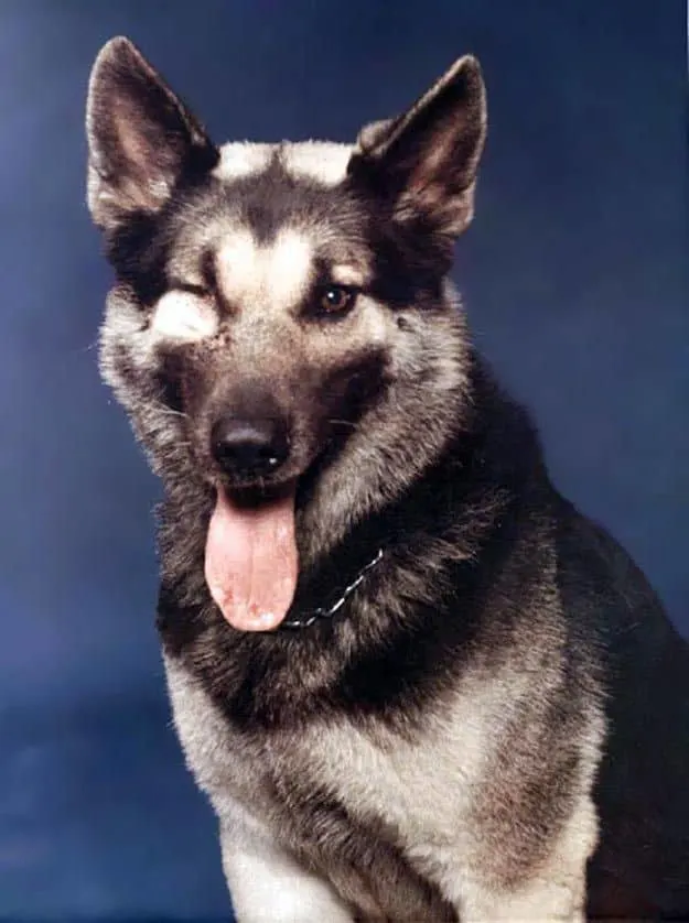 13 Most Famous Dogs In History, Throwback To Canine Legends