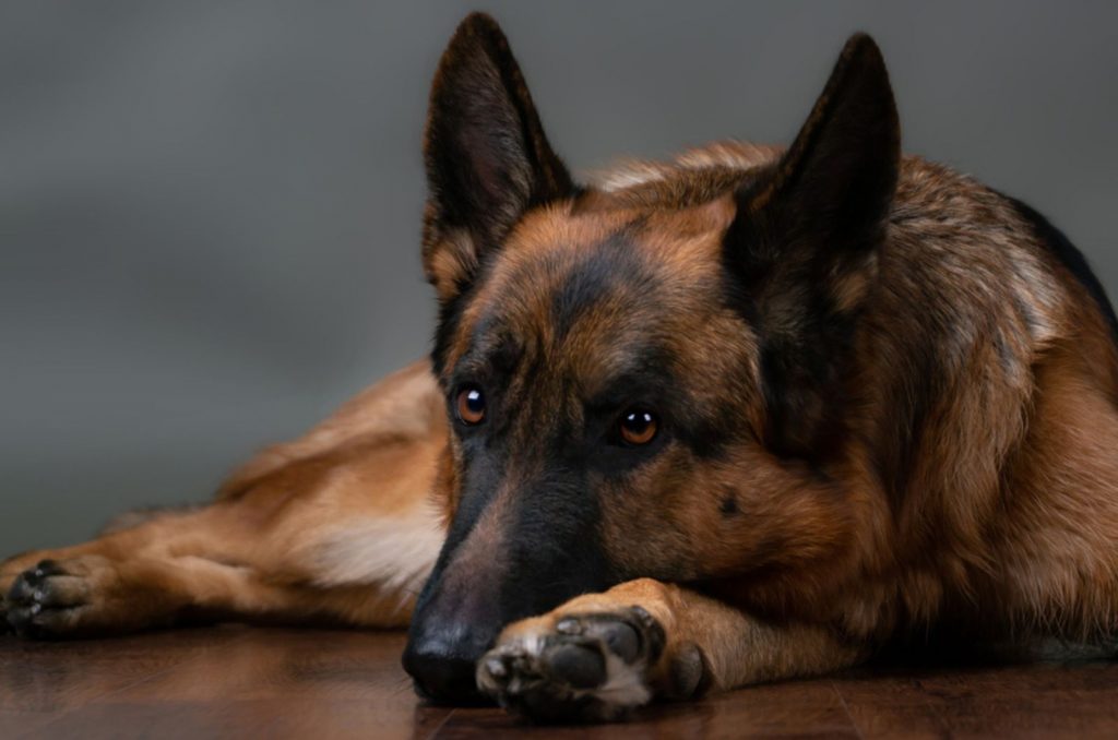 This Is Why Your German Shepherd Won't Forgive You For Hitting Him