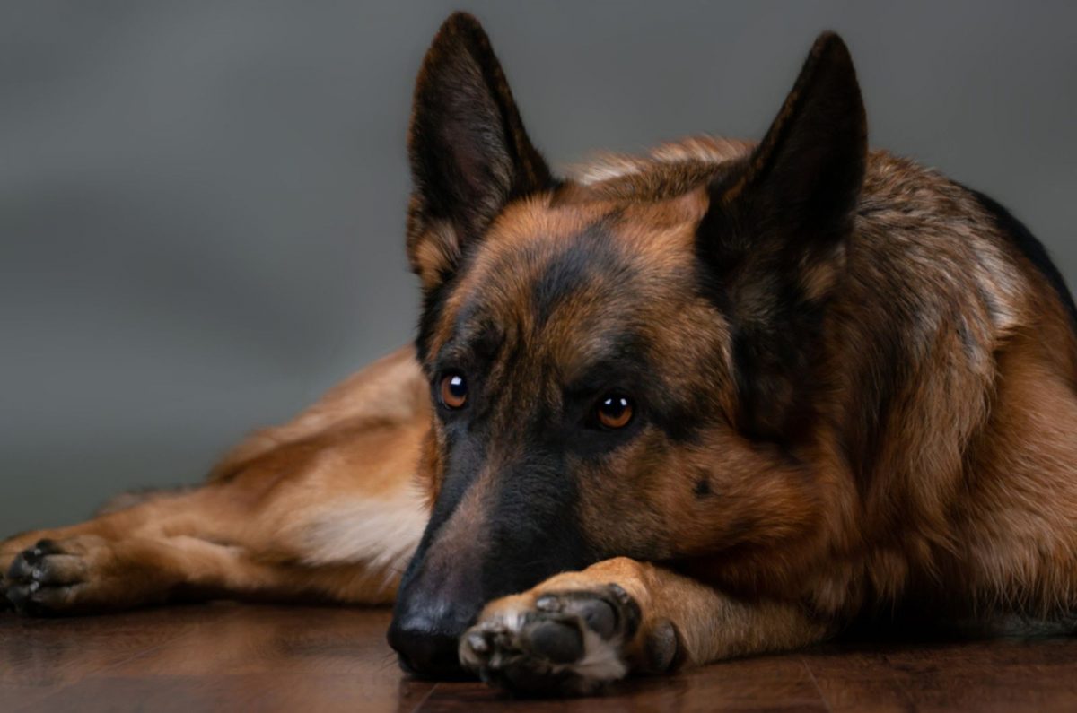 This Is Why Your German Shepherd Won't Forgive You For Hitting Him