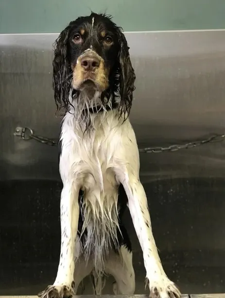 29 Wet Dogs That Turn Into Gremlins After Taking A Bath