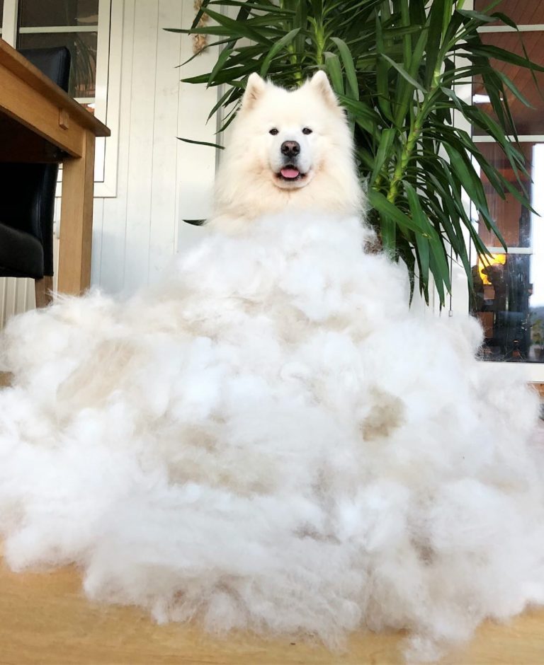 13 Fun Facts About Samoyeds You Never Knew About