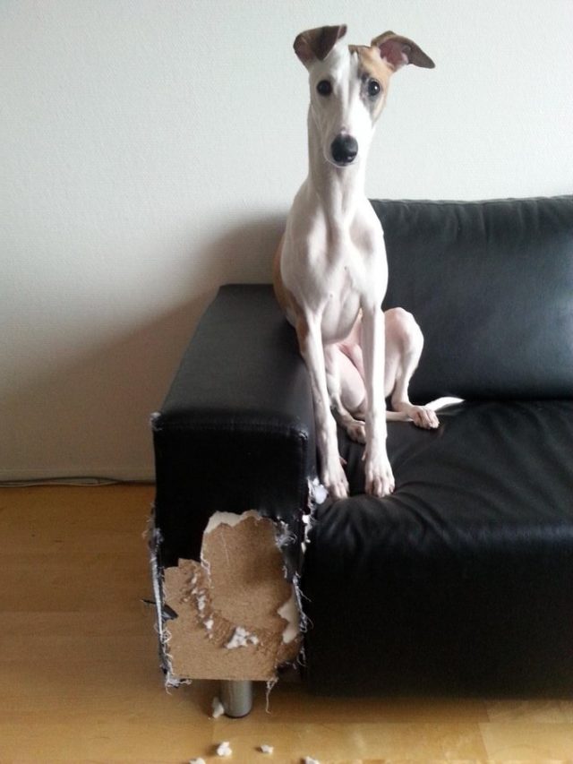 These 5 Most Destructive Dog Breeds Are No Walk In The Park