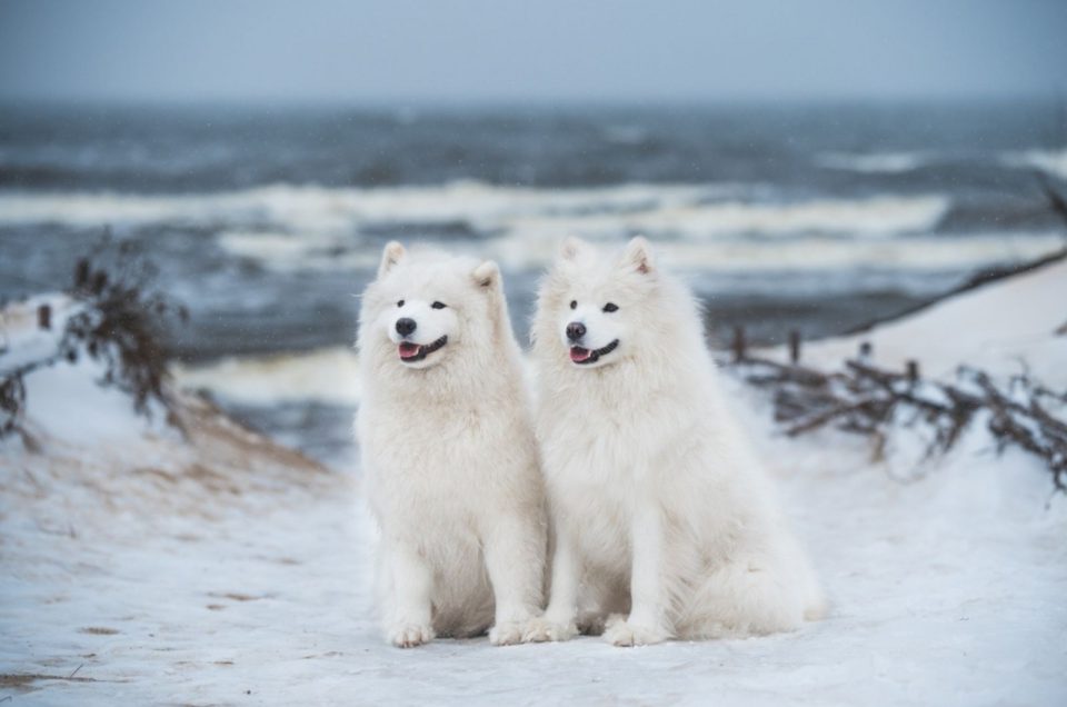 13 Fun Facts About Samoyeds You Never Knew About
