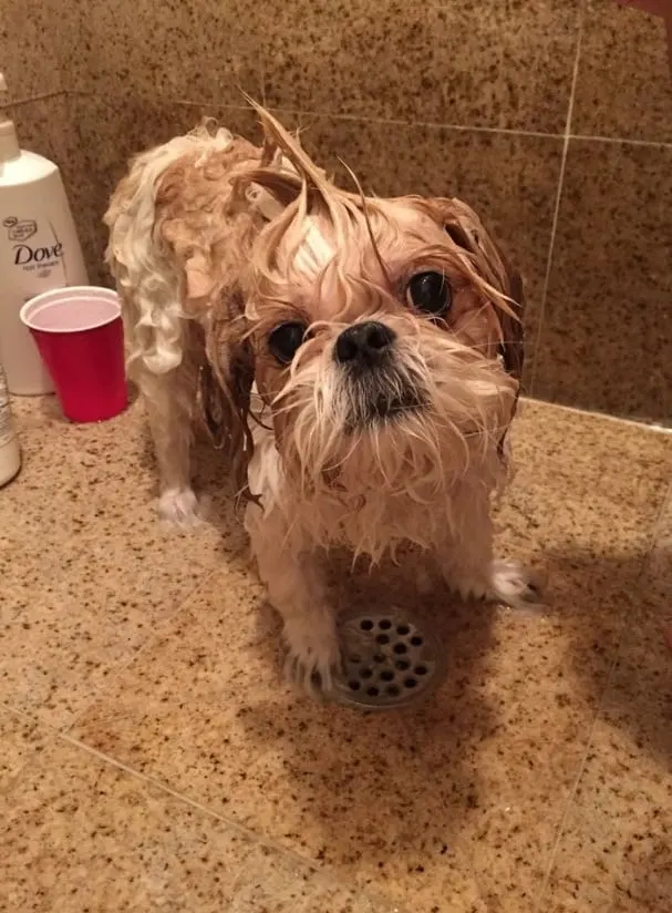 29 Wet Dogs That Turn Into Gremlins After Taking A Bath