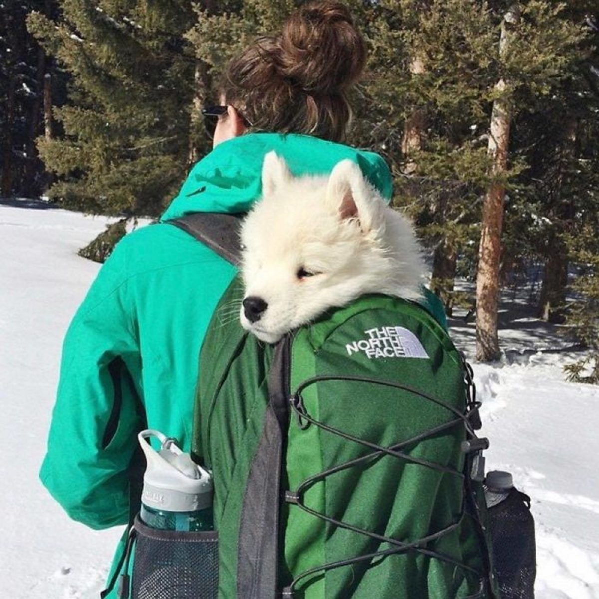 13 Fun Facts About Samoyeds You Never Knew About
