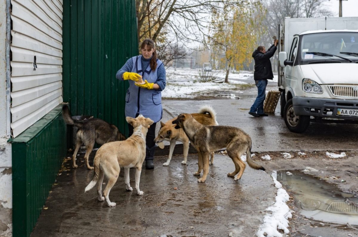 Chernobyl Dogs Survived Thanks To A DNA Mutation