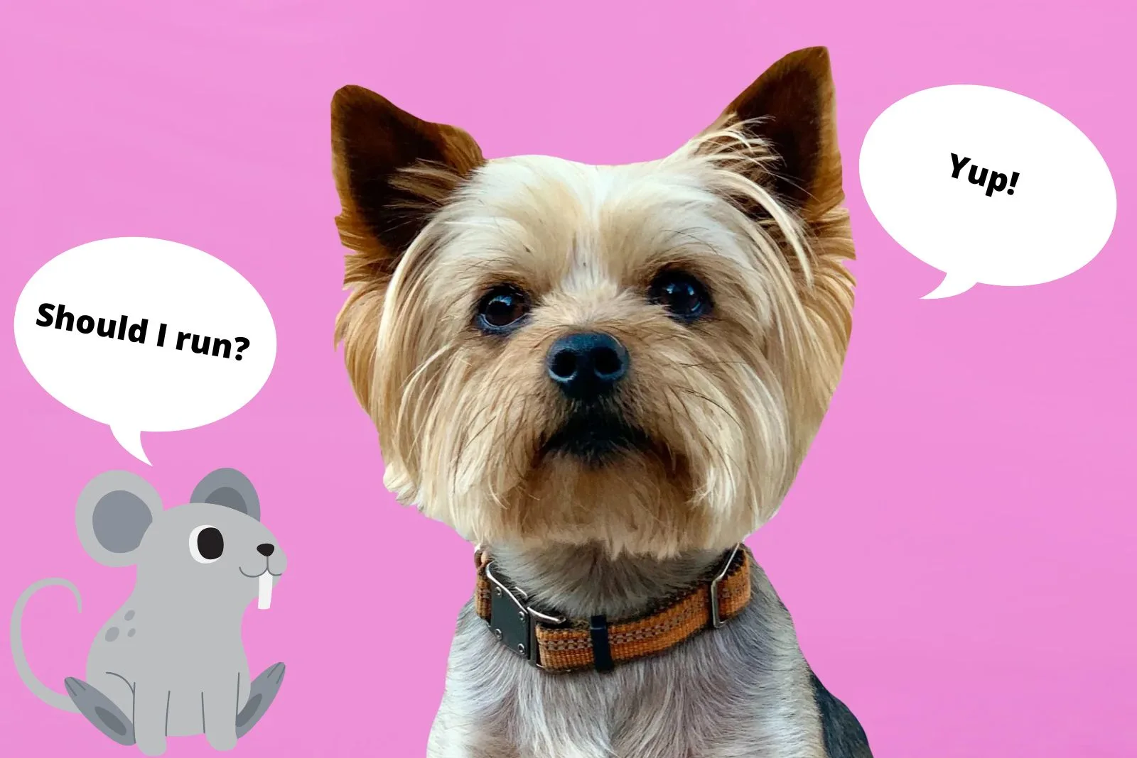 11 Yorkshire Terrier Facts That Will Leave You Amazed