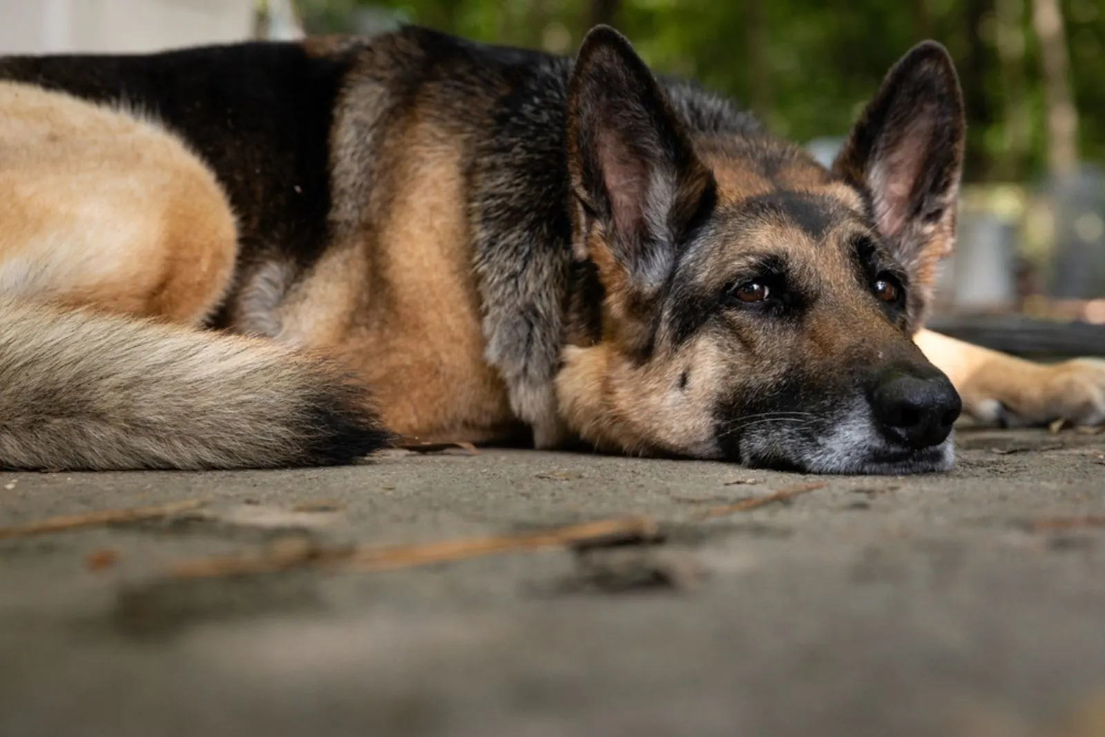 5 German Shepherd Health Facts You Probably Didn’t Know About