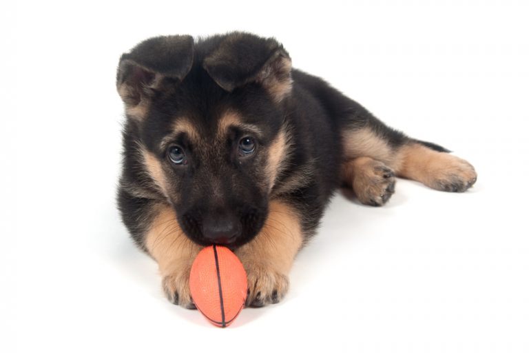 5 Secrets Of German Shepherd Corn Cobbing