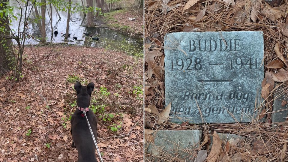 The Inscription On This Old Dog's Grave Will Leave You In Tears