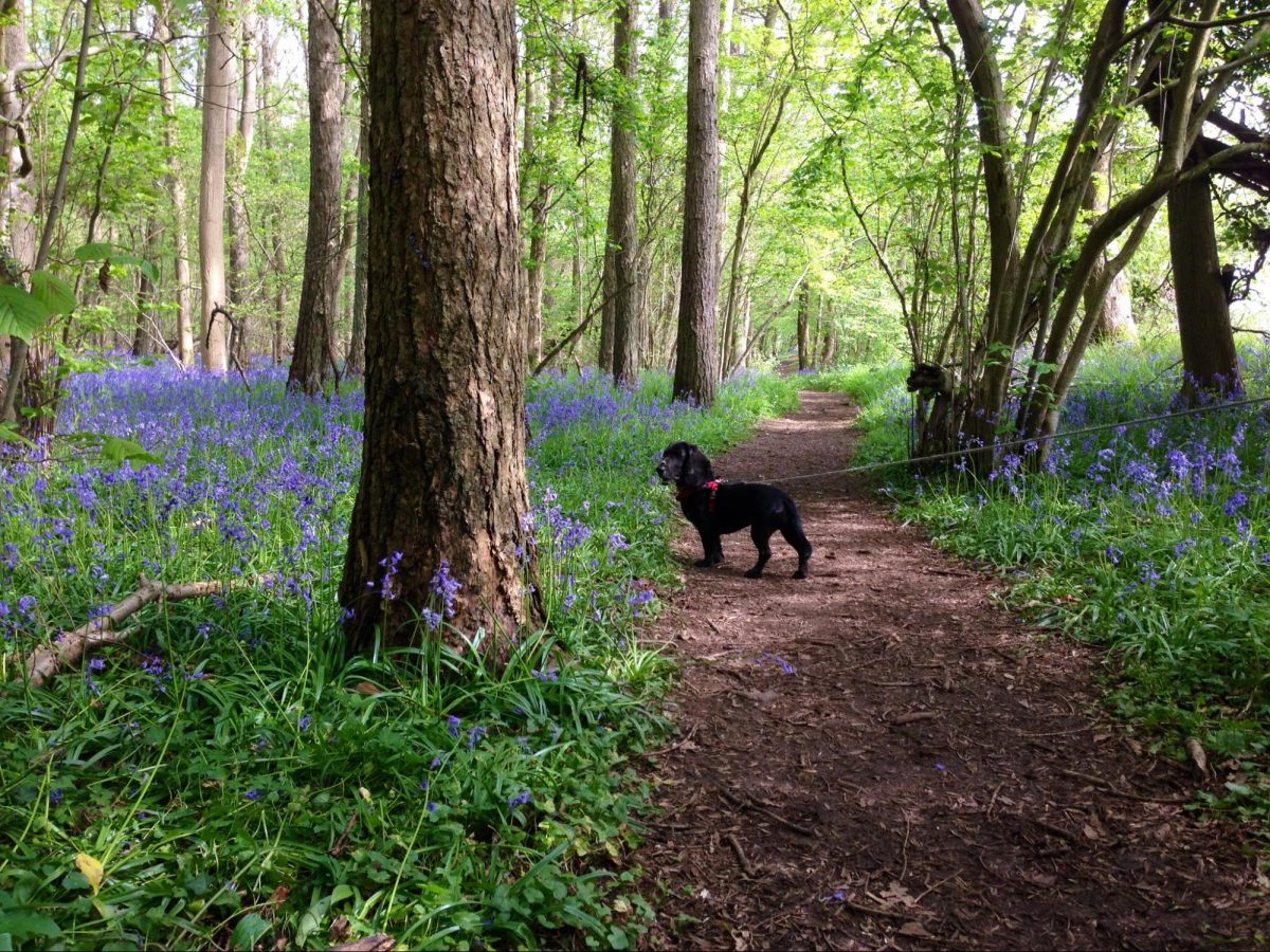 5 Easy Ways To Avoid Burned Dog Paws This Summer