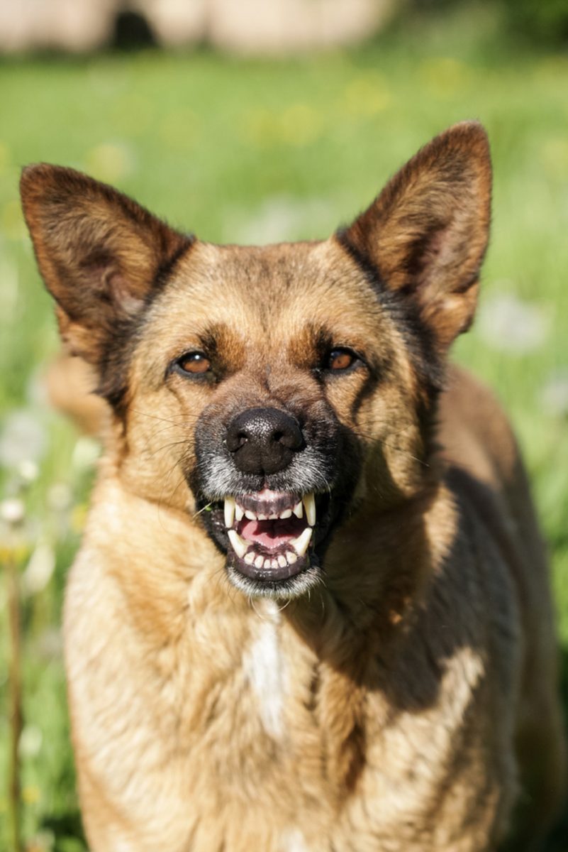 7 Reasons Why Your German Shepherd Is Growling While Wagging Tail