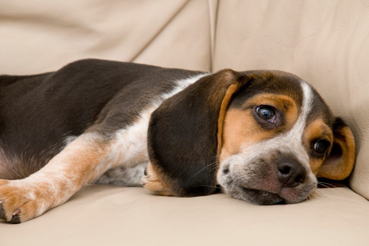 19 Things That Make Beagles One Of The Worst Dog Pets Ever