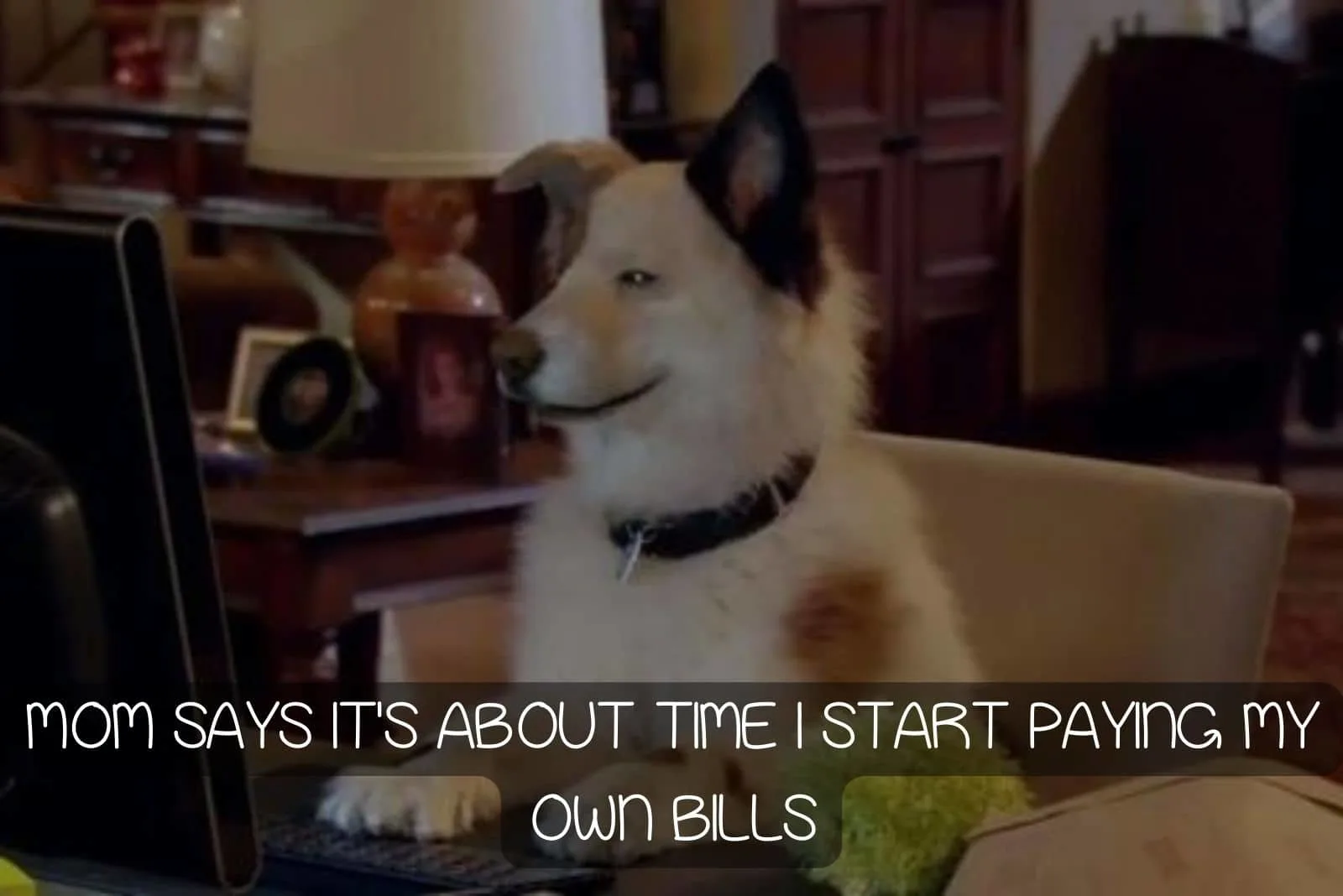 13 Things You Should Never Ever Say To A Dog Parent