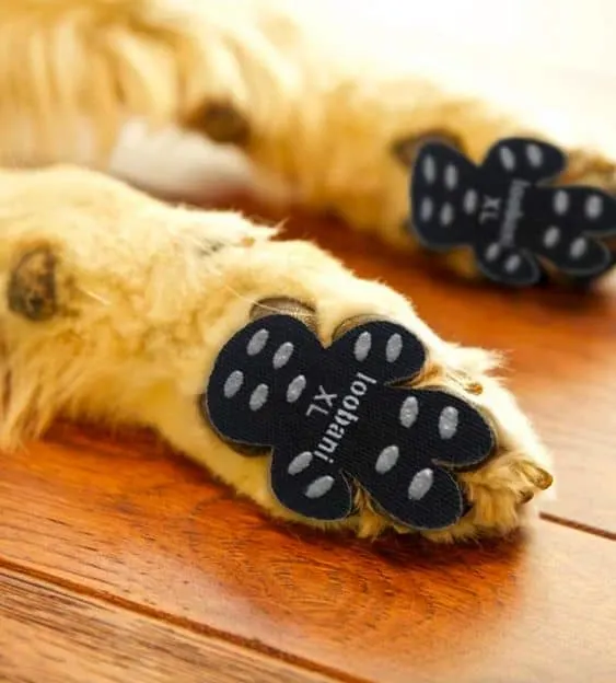 5 Easy Ways To Avoid Burned Dog Paws This Summer