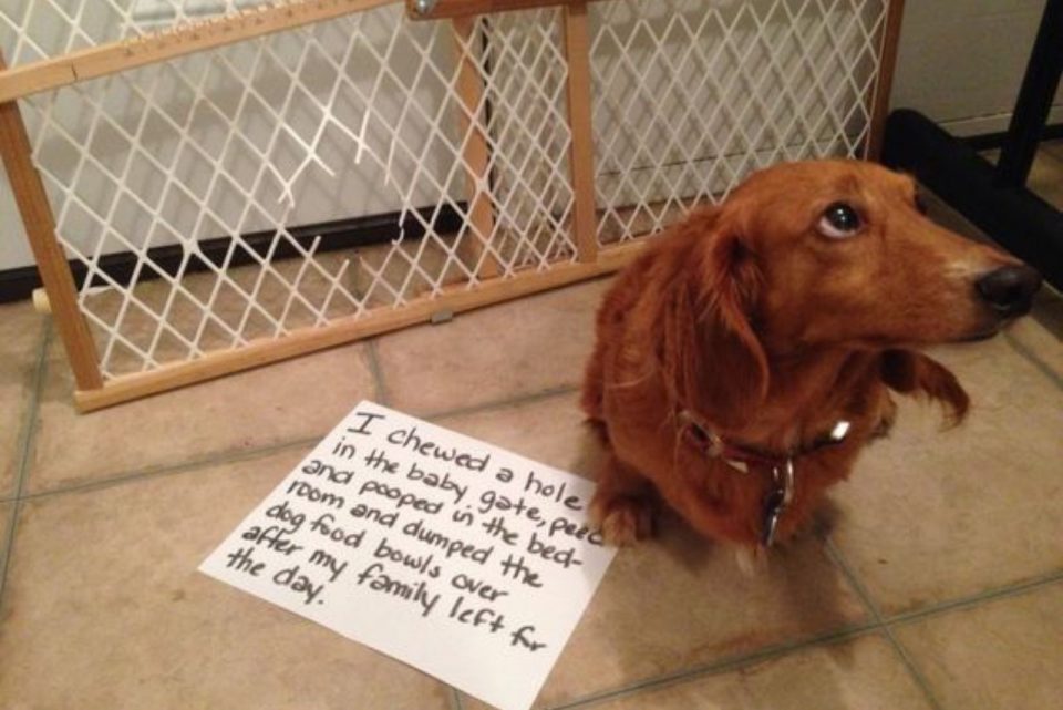 13 Pictures That Show Why Dachshunds Are The Worst Dogs