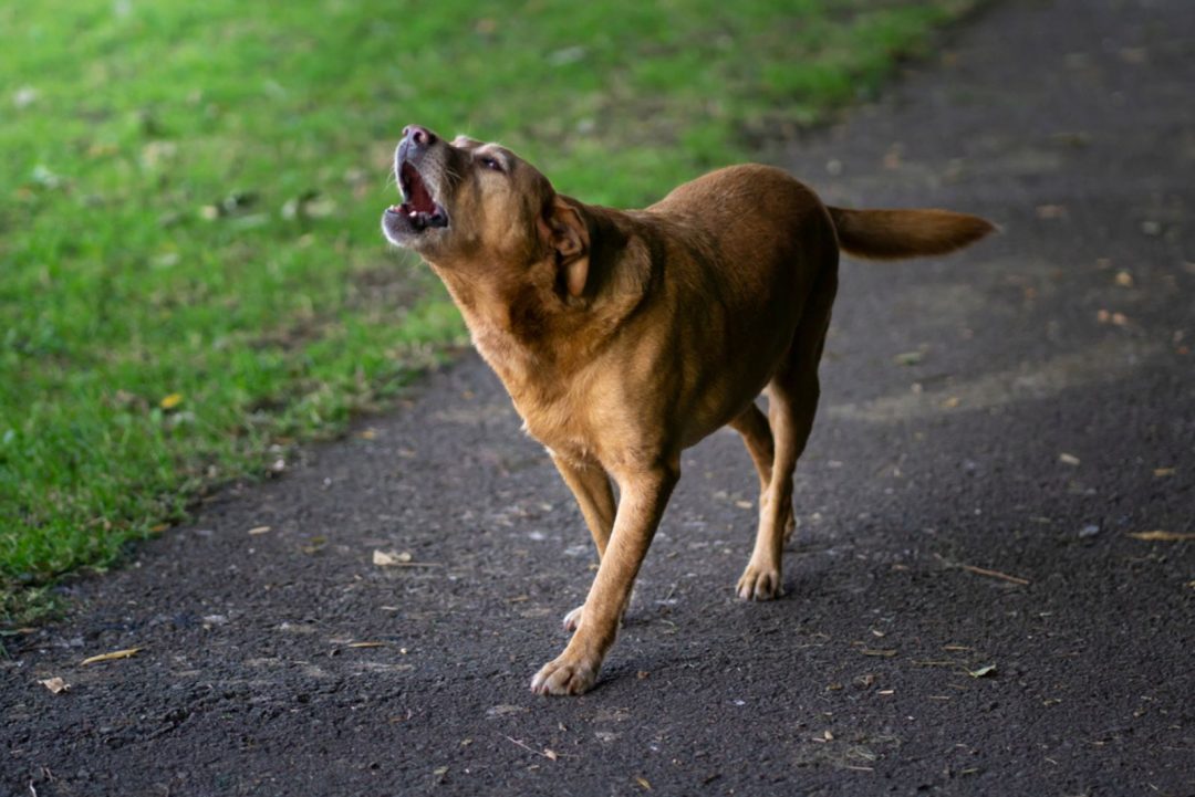 12 Warning Signs Your Dog Might Be In Serious Pain