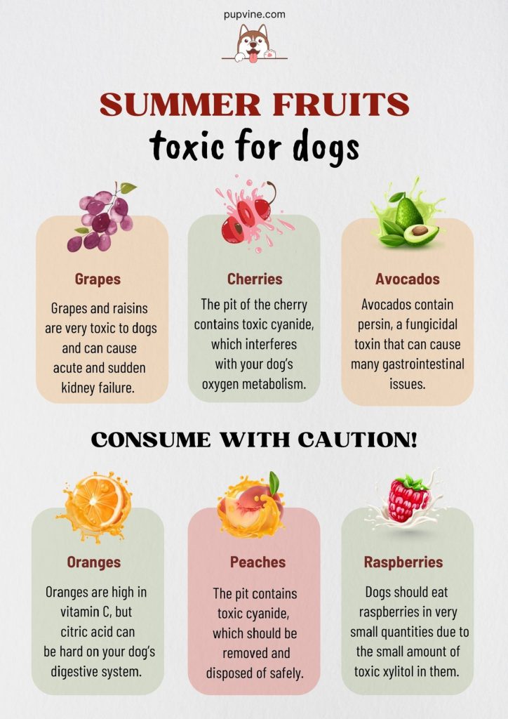 Which Summer Fruits Are Safe For Dogs To Eat, And Which Are Toxic?
