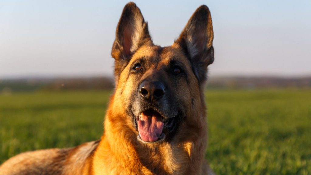 5 Hidden Meanings Behind German Shepherd Barks