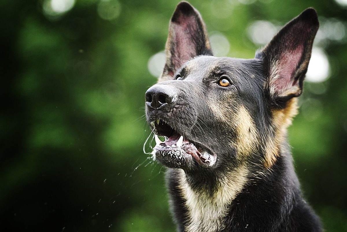 5 Hidden Meanings Behind German Shepherd Barks