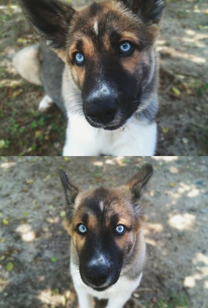 13 Mesmerizing Blue-Eyed German Shepherds That Will Leave You Speechless