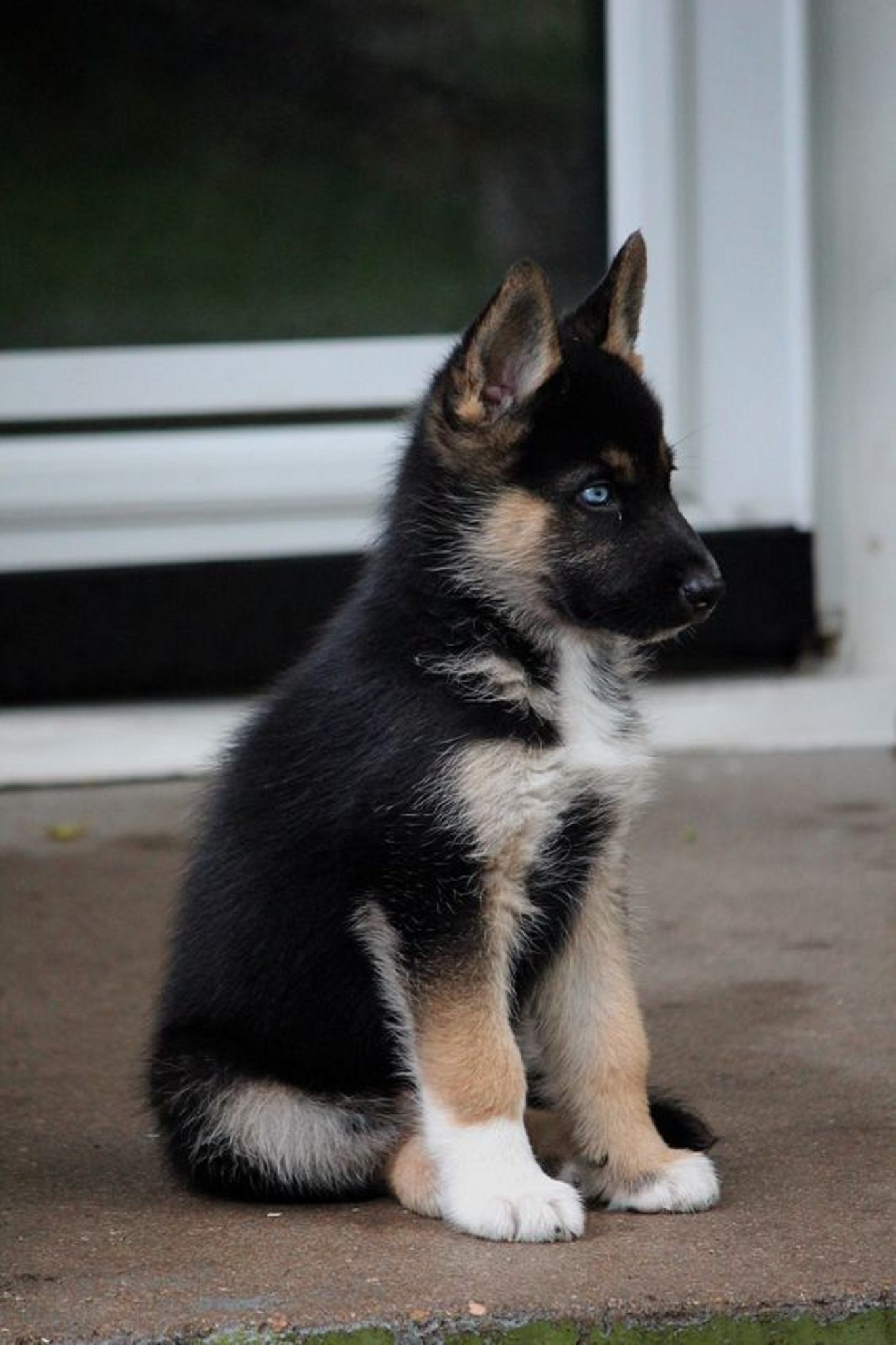 13 Mesmerizing Blue-Eyed German Shepherds That Will Leave You Speechless