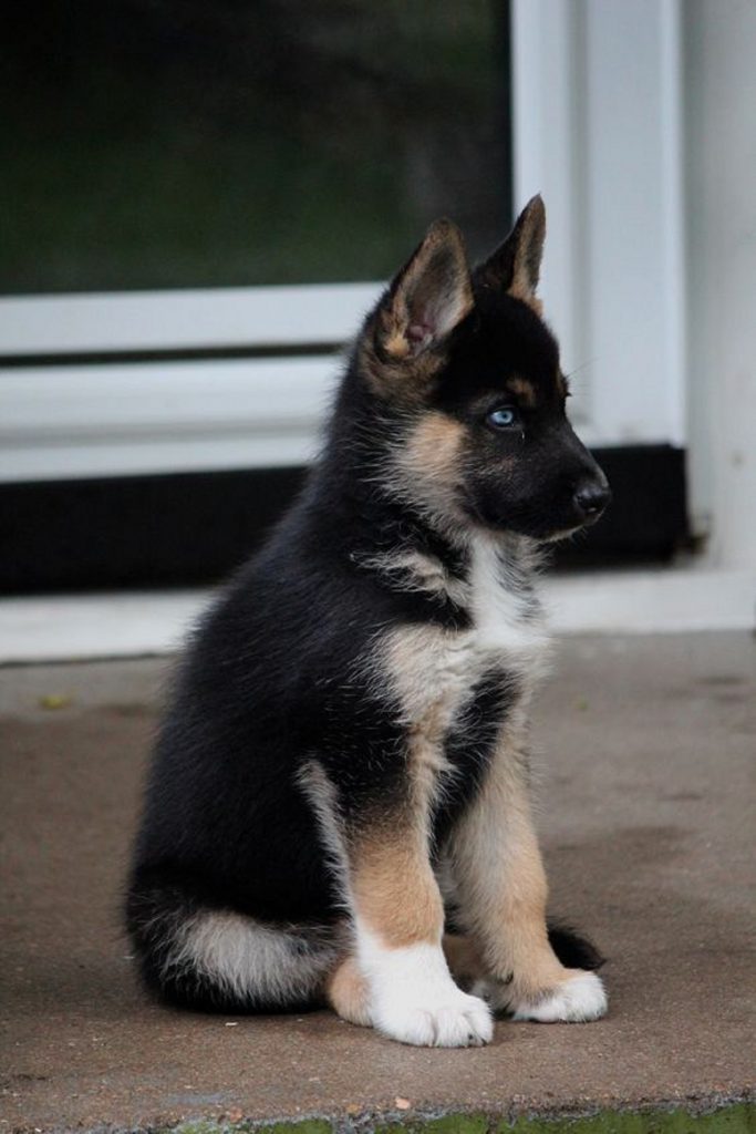 13 Mesmerizing Blue-Eyed German Shepherds That Will Leave You Speechless