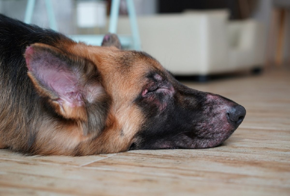 7 Reasons Why Your German Shepherd Is Losing Hair