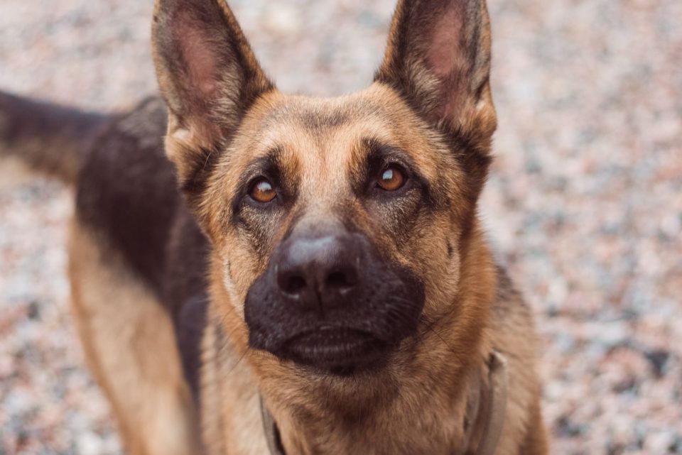 5 Hidden Meanings Behind German Shepherd Barks
