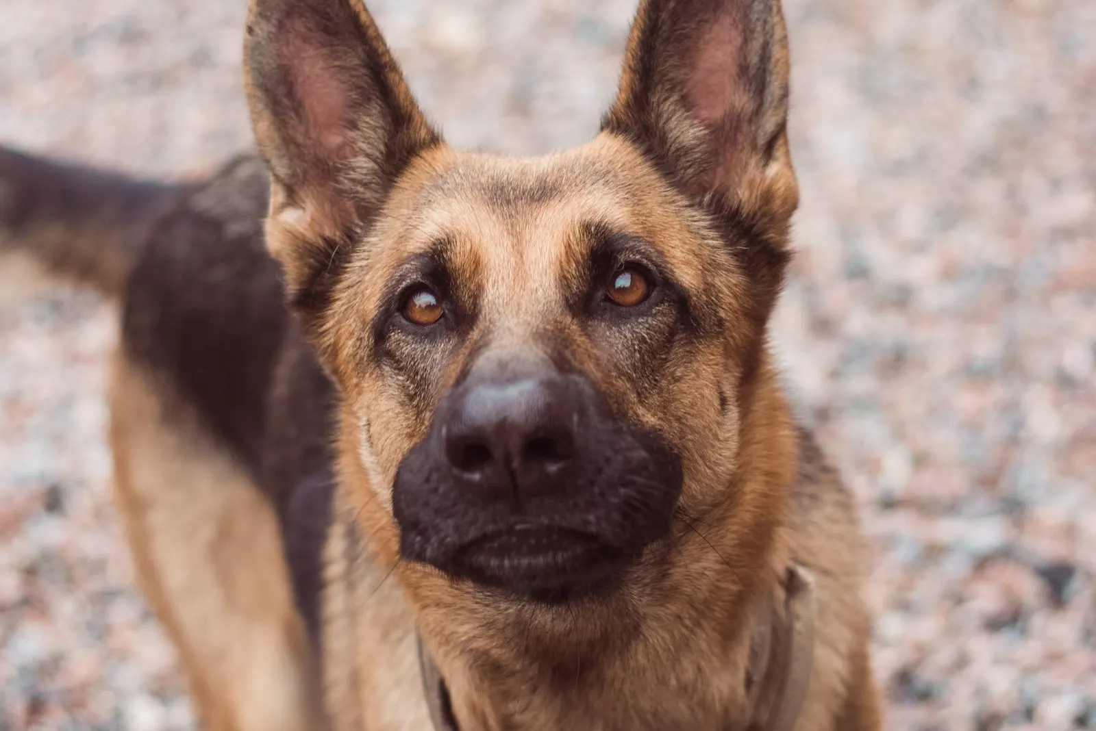5 Hidden Meanings Behind German Shepherd Barks