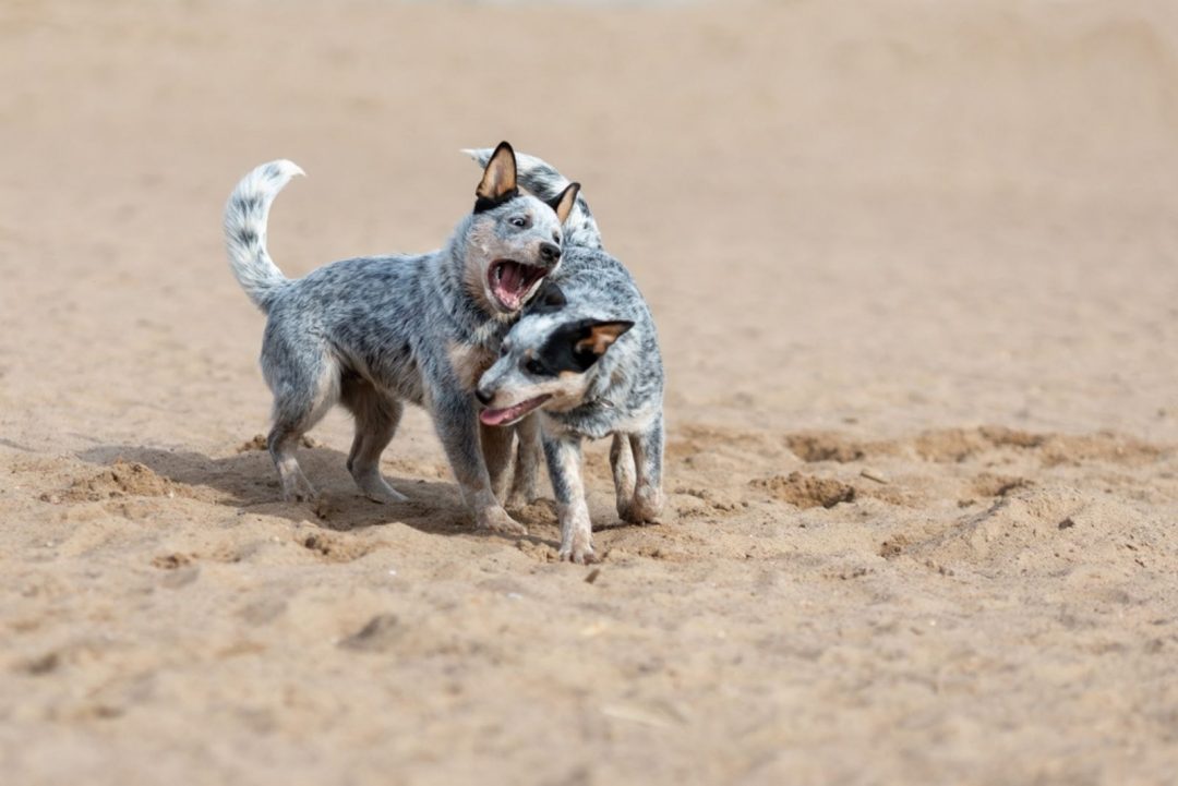 7 Dog Breeds That Just Love The Hot Weather