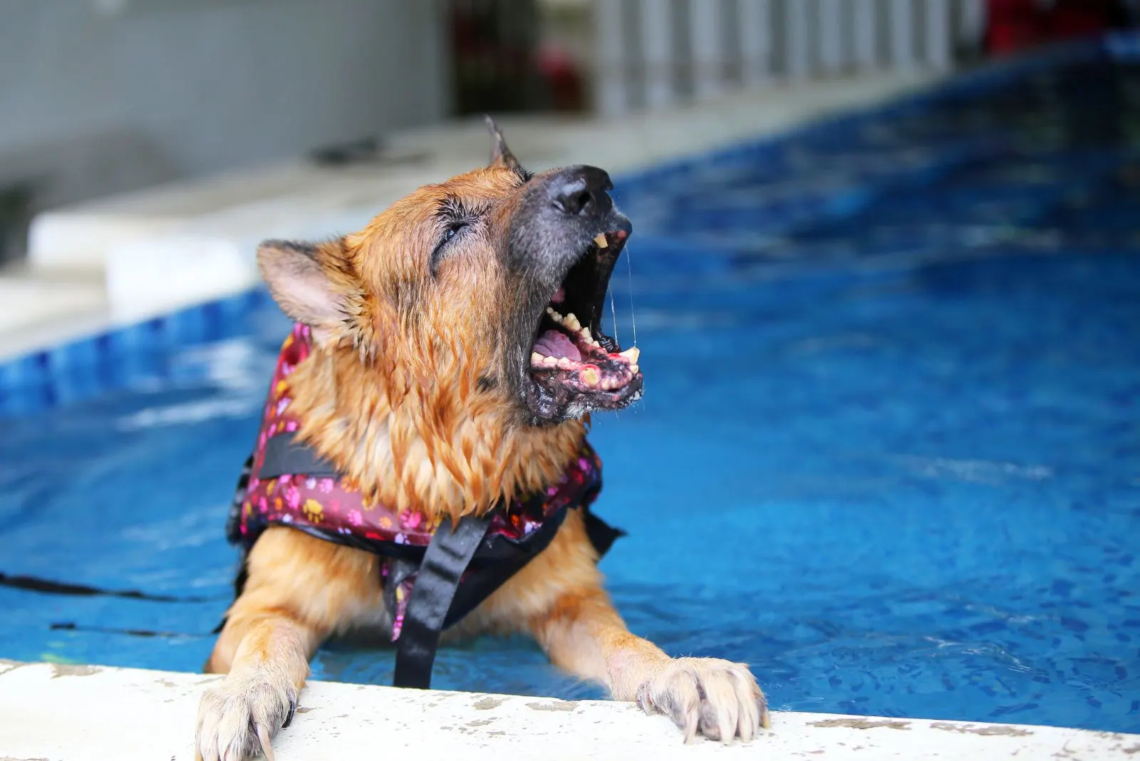 5 Hidden Meanings Behind German Shepherd Barks